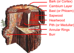 Category:Timber - DT Online