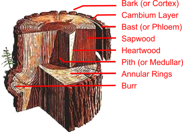 Tree Structure - DT Online